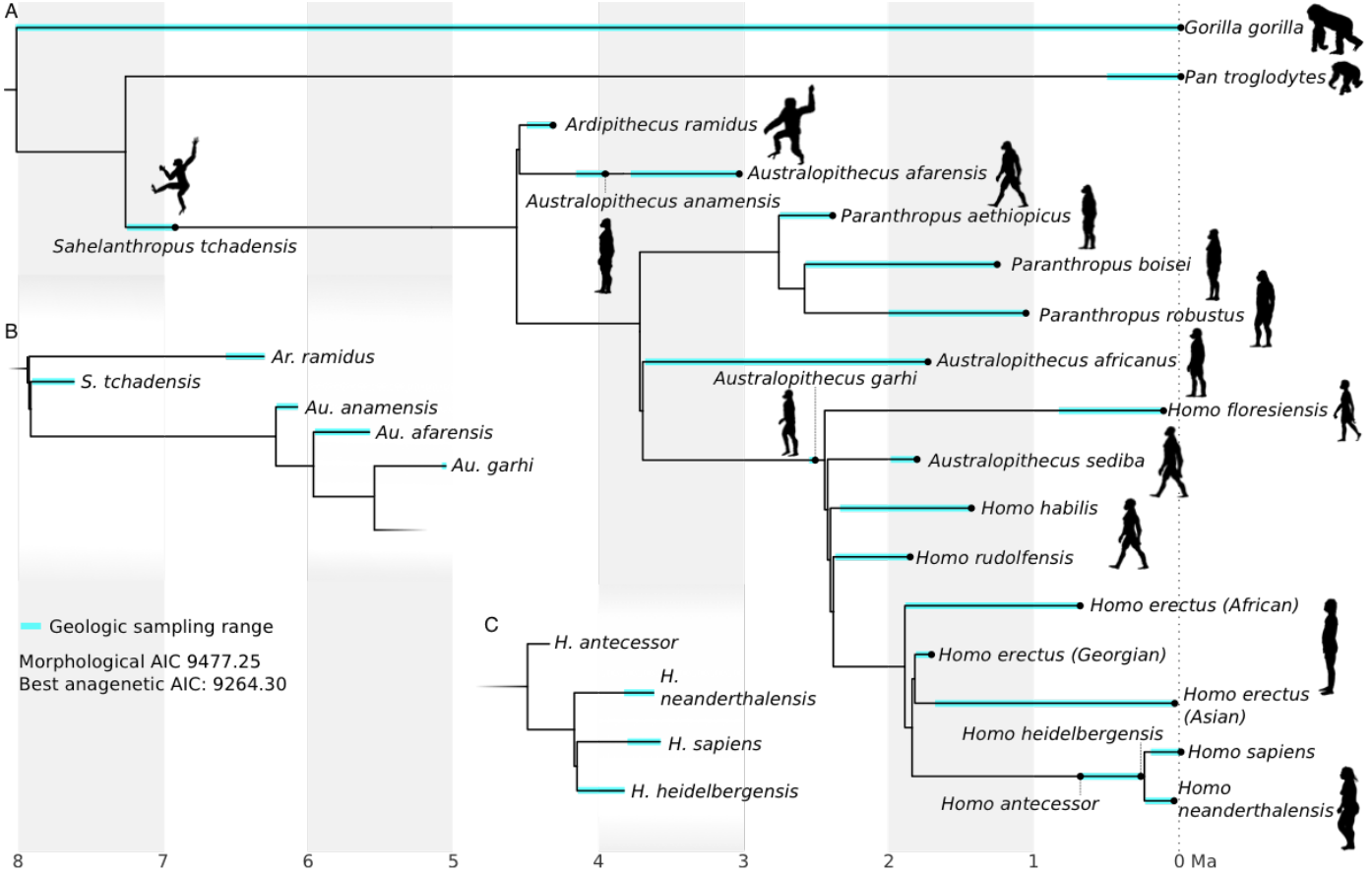 Arbre phylogénétique de la lignée humaine d’après Parins-Fukuchi 2018 | Planet-Vie